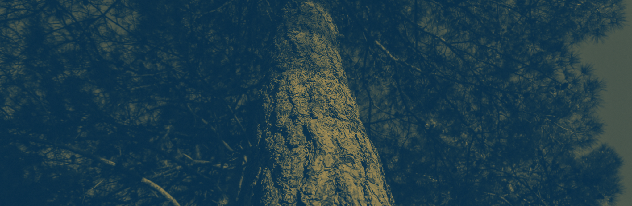 Nature Crime Alliance » People. Planet. Justice.