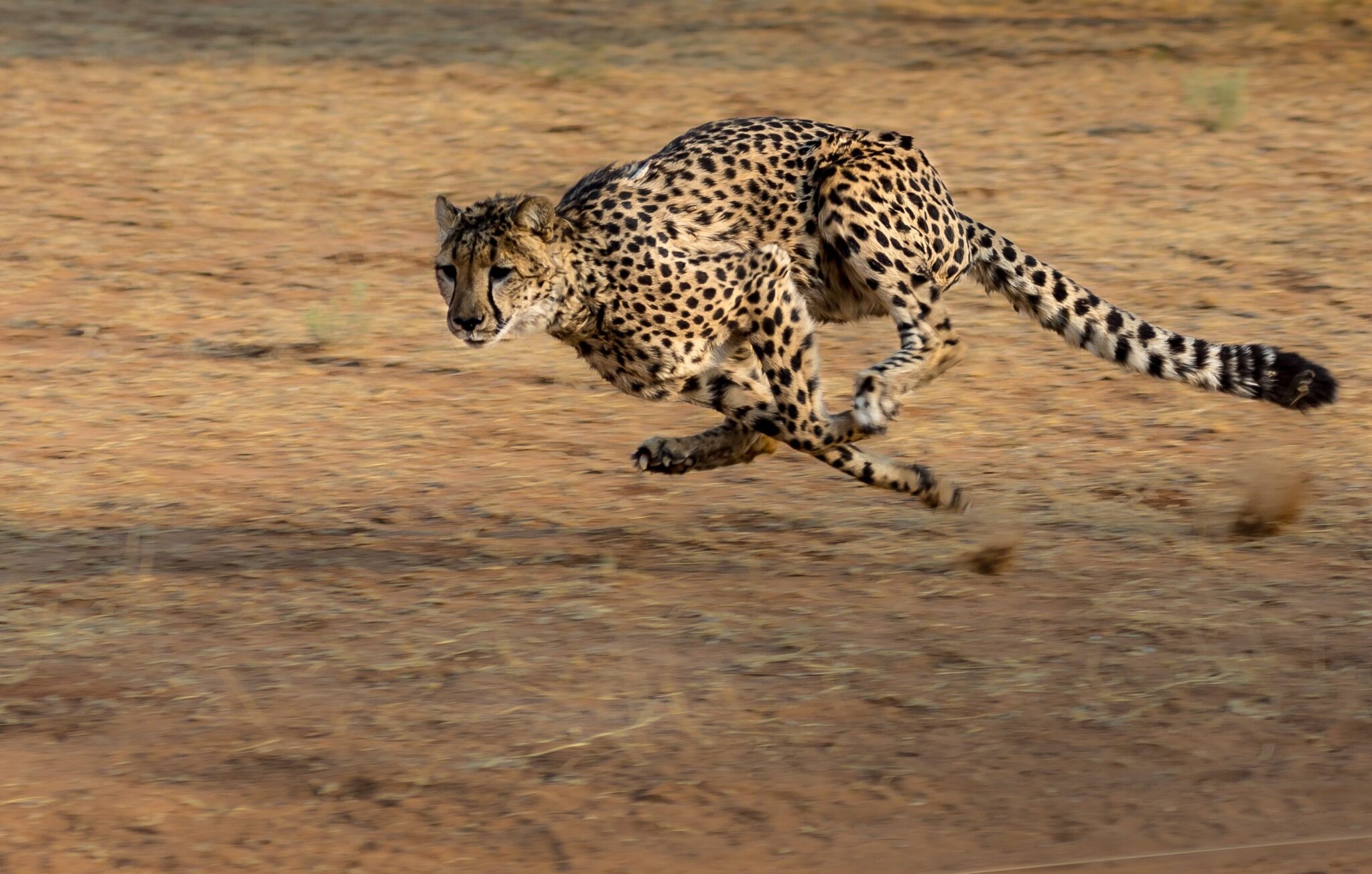 New resources launched to support the fight against nature crime ...