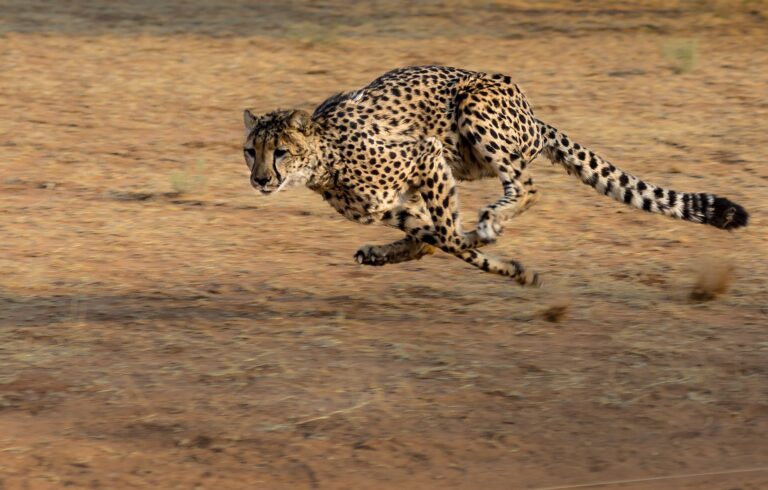 New resources launched to support the fight against nature crime ...